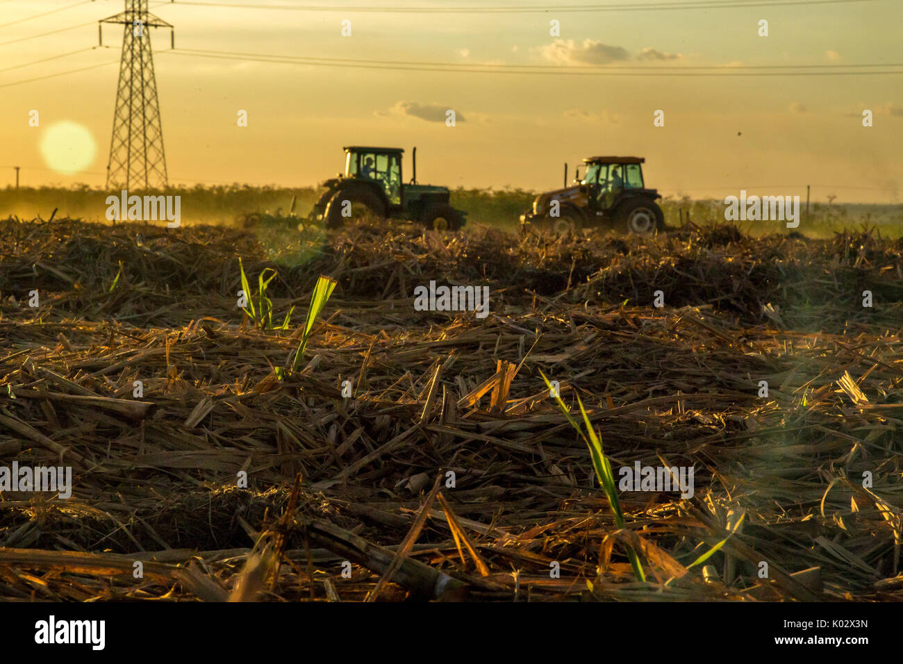sugar cane sunset Stock Photo - Alamy