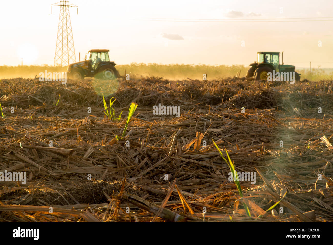 sugar cane sunset Stock Photo - Alamy