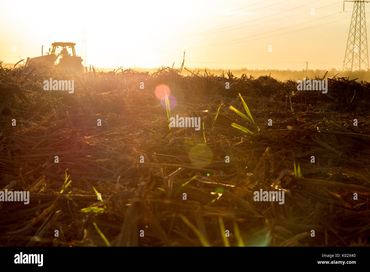 sugar cane sunset Stock Photo - Alamy