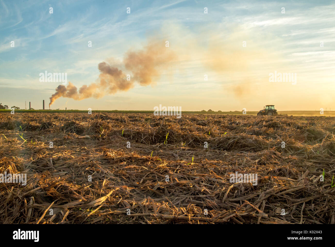 sugar cane sunset Stock Photo - Alamy