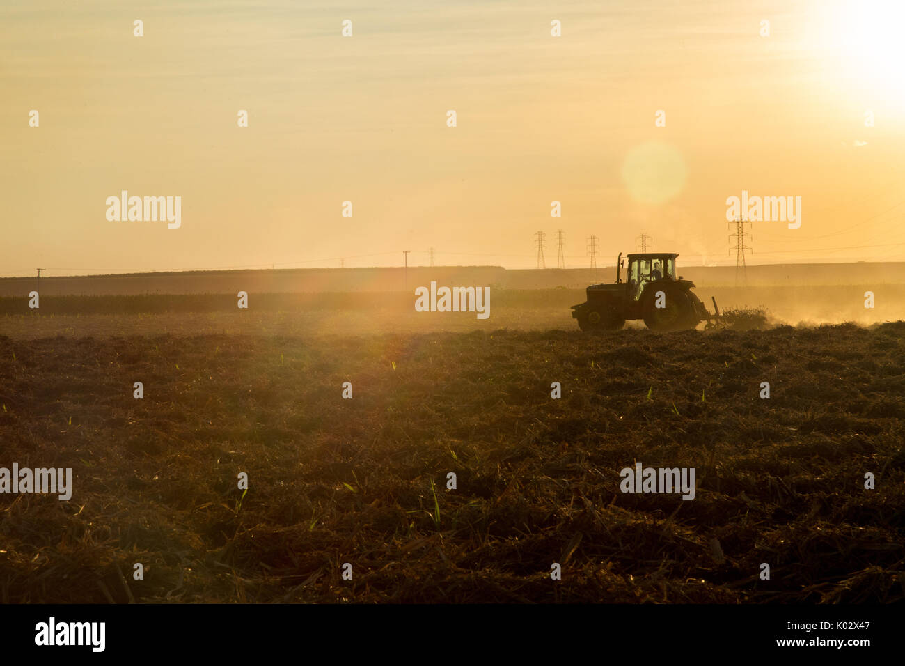 sugar cane sunset Stock Photo - Alamy