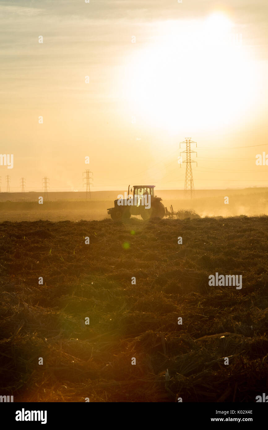 sugar cane sunset Stock Photo - Alamy