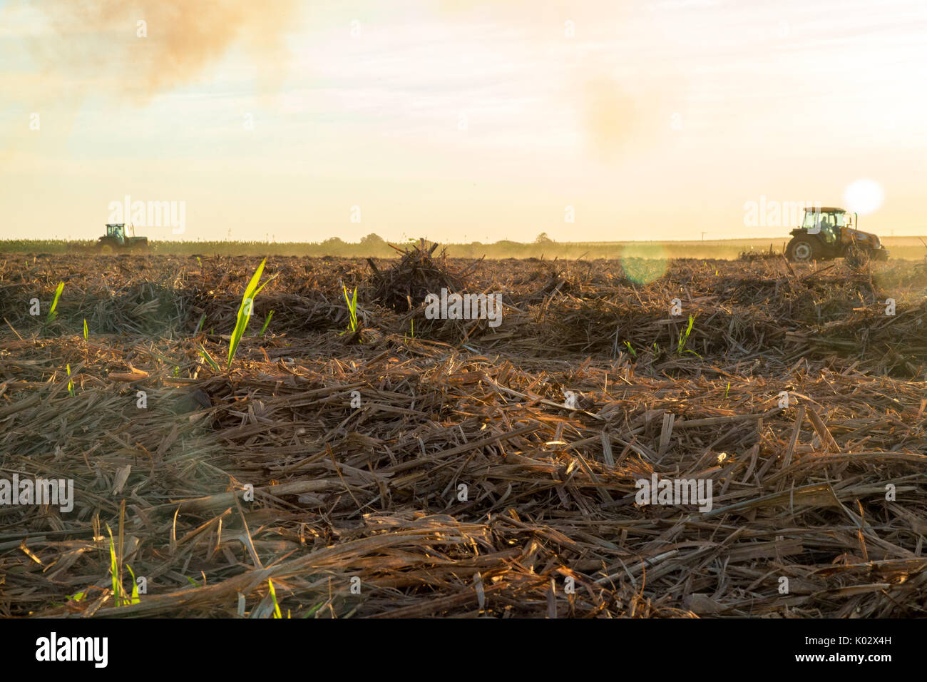 sugar cane sunset Stock Photo - Alamy