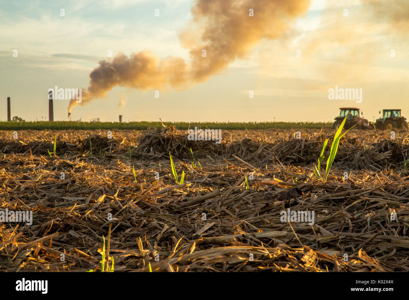 sugar cane sunset Stock Photo - Alamy