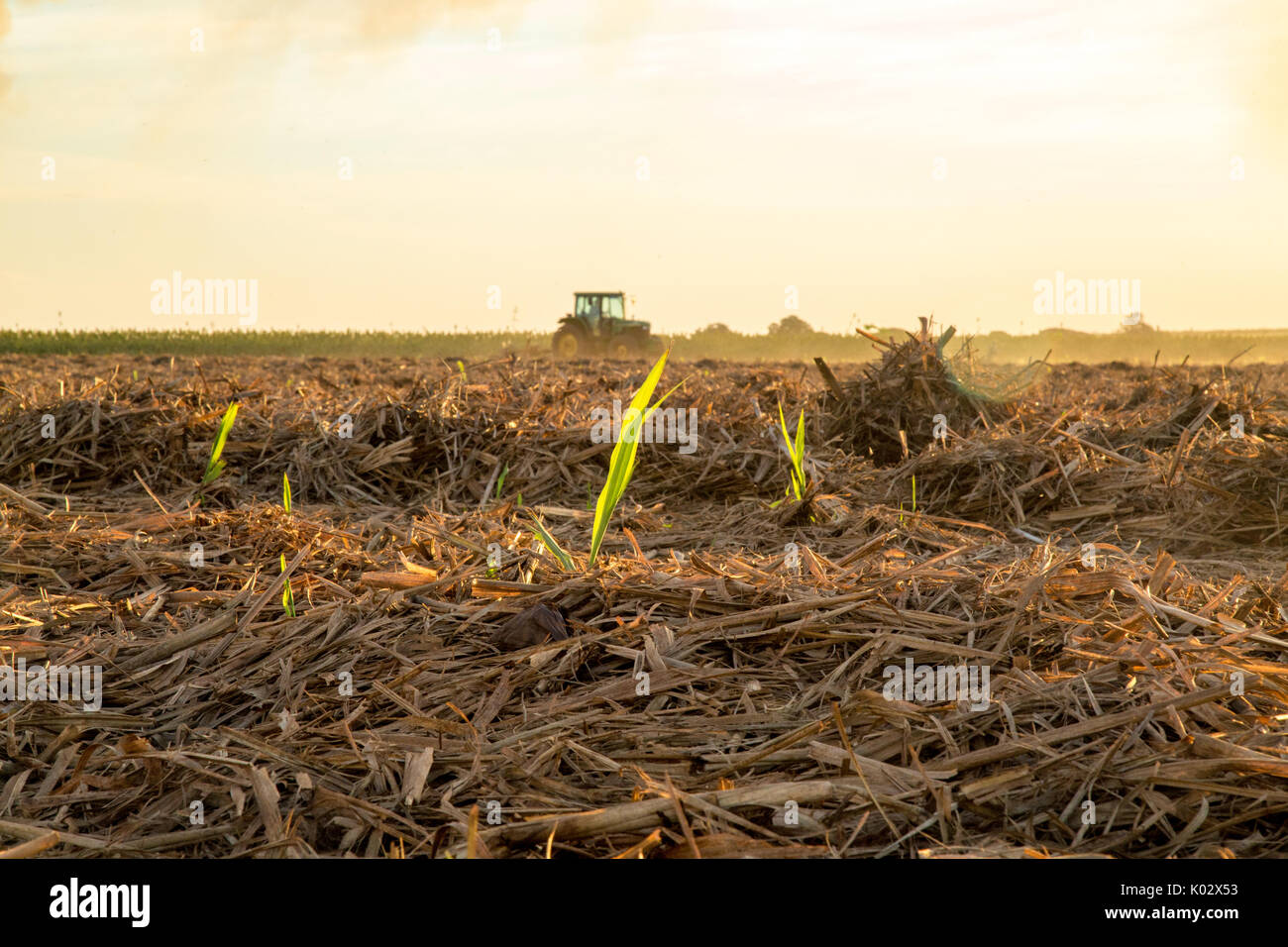 sugar cane sunset Stock Photo - Alamy