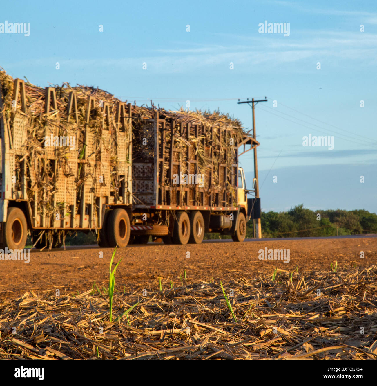 sugar cane sunset Stock Photo - Alamy