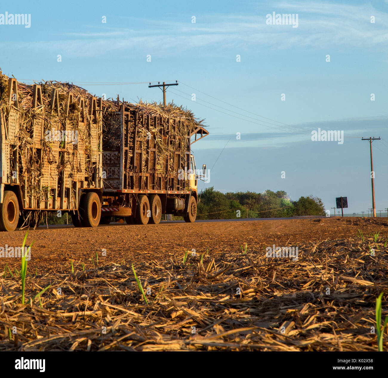 sugar cane sunset Stock Photo - Alamy