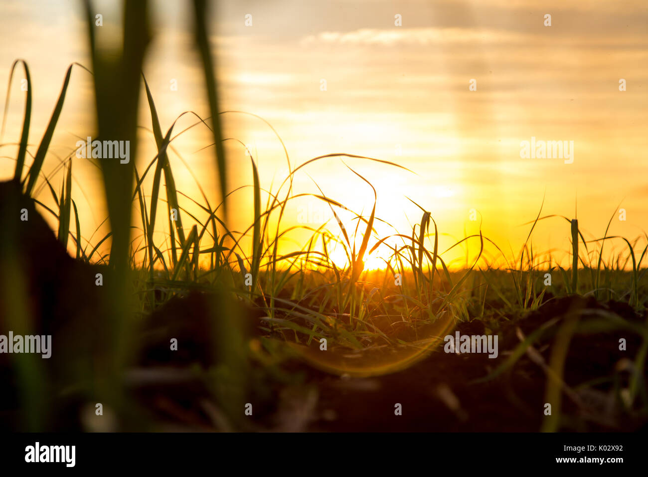 sugar cane sunset Stock Photo - Alamy