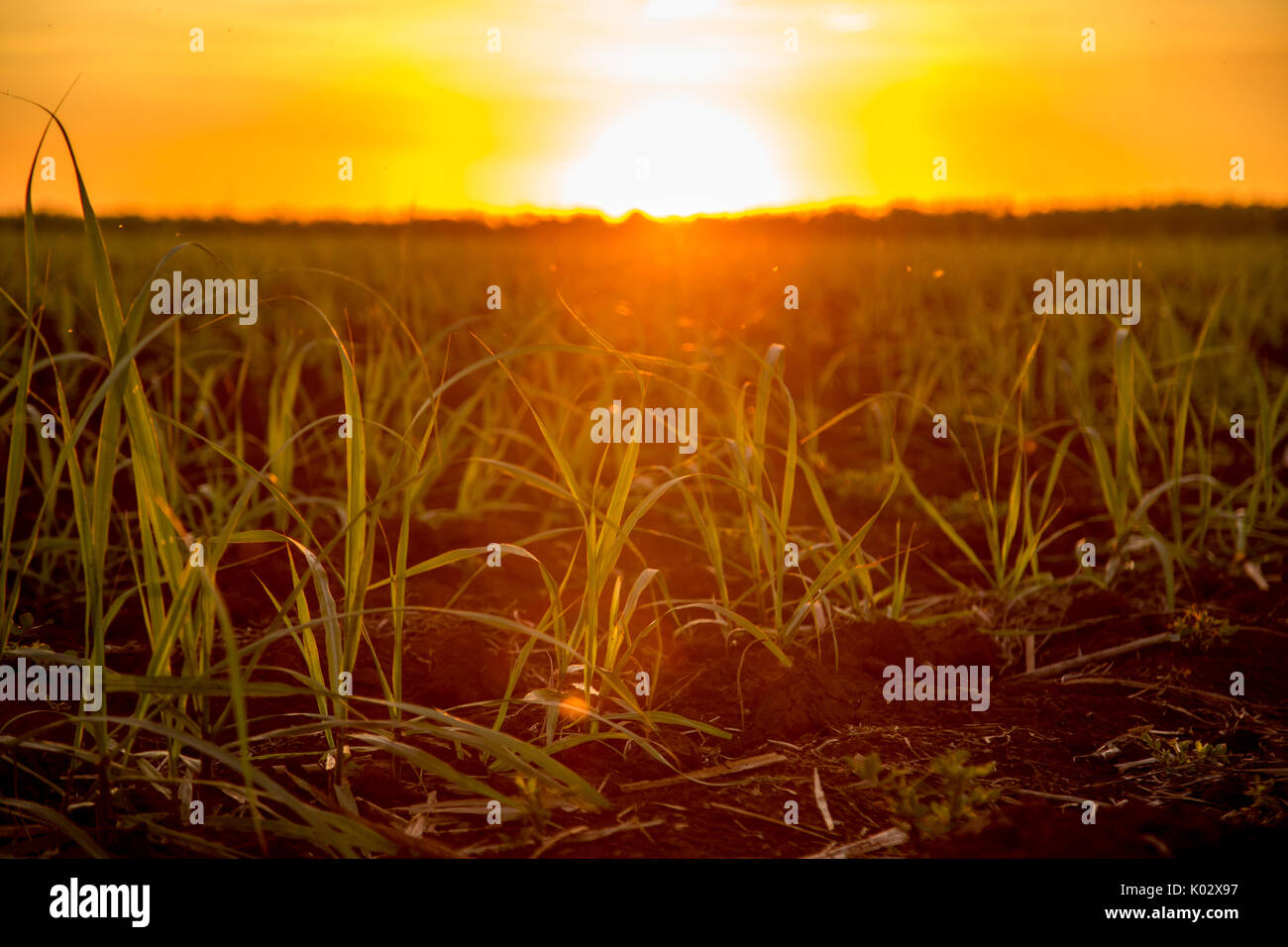 sugar cane sunset Stock Photo - Alamy