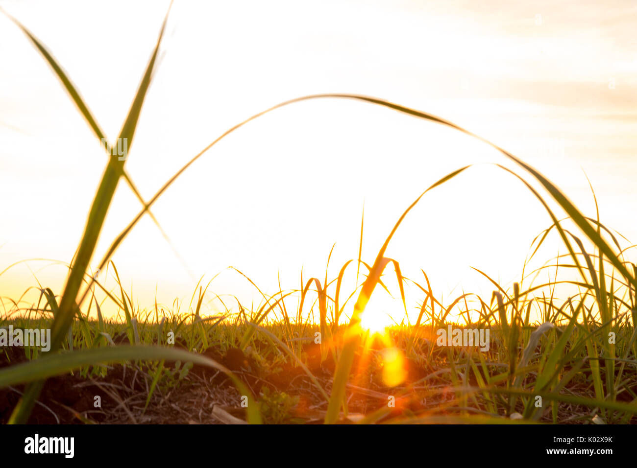 sugar cane sunset Stock Photo - Alamy