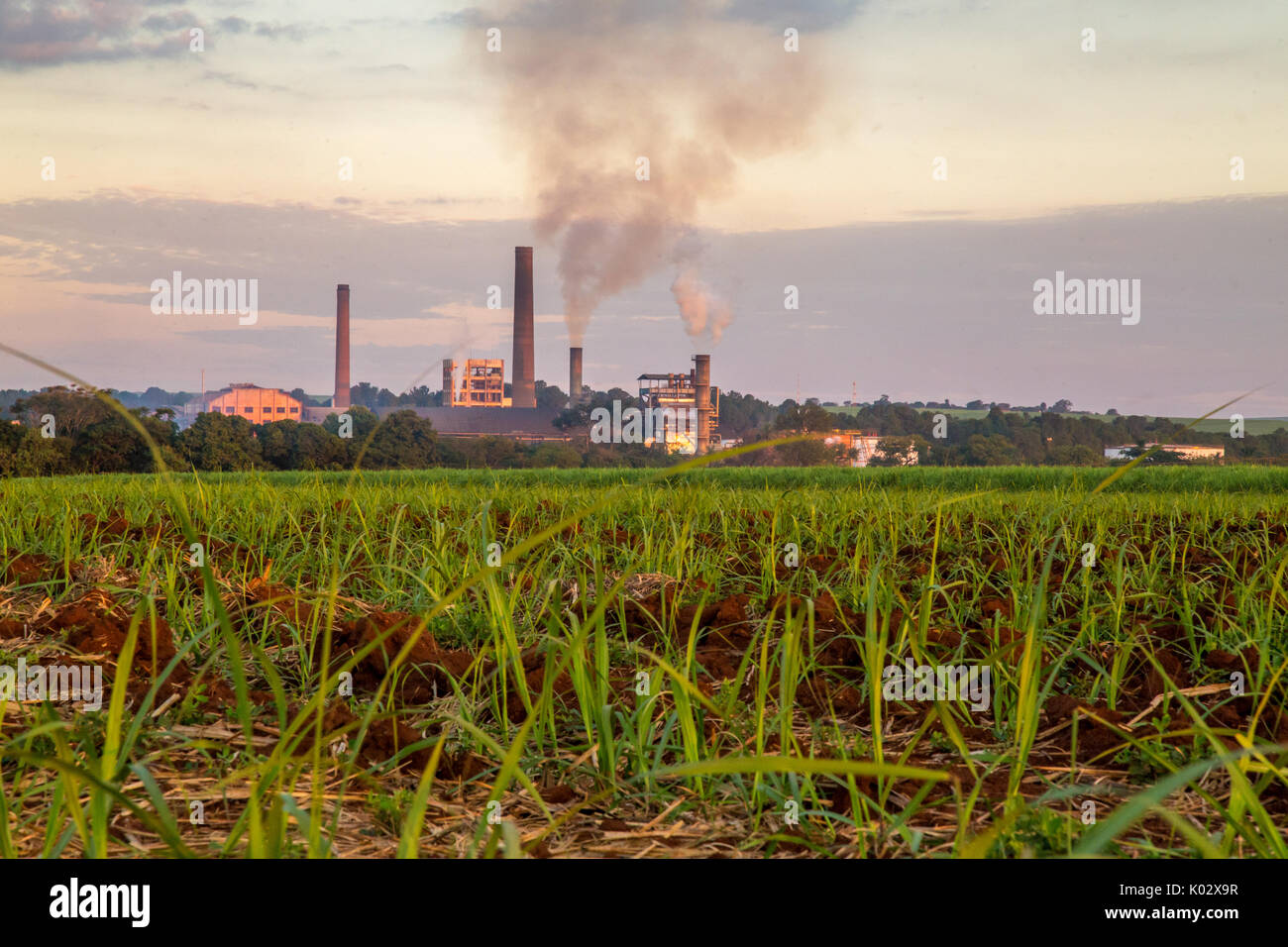 sugar cane sunset Stock Photo - Alamy