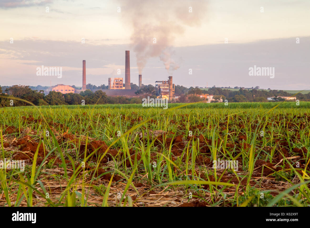 Farmer cane growing hi-res stock photography and images - Alamy