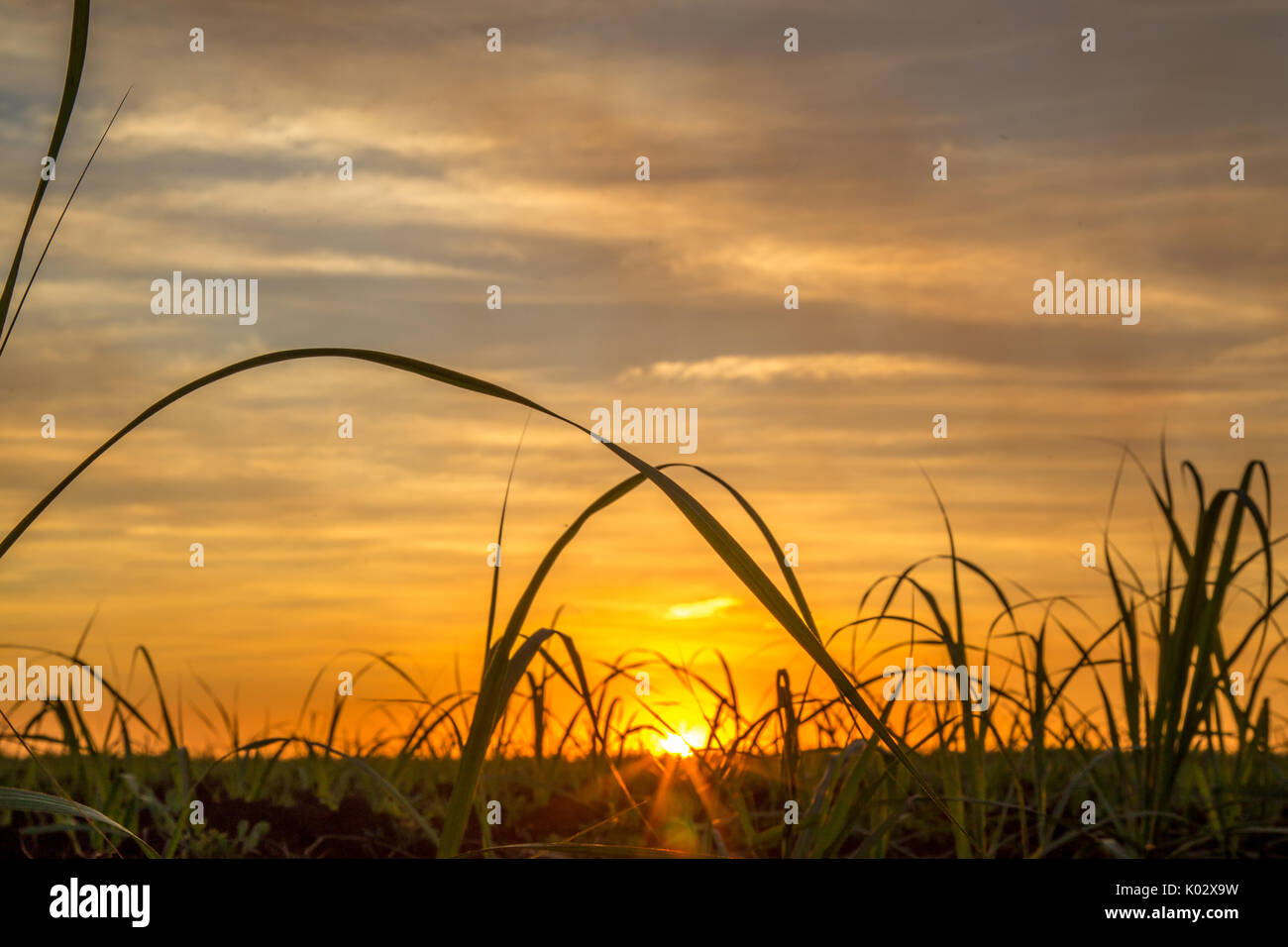 sugar cane sunset Stock Photo - Alamy