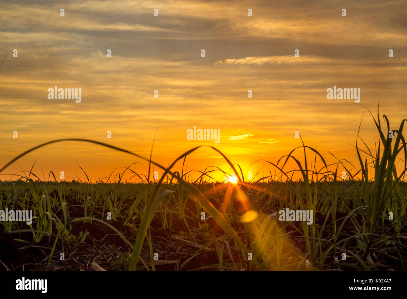 sugar cane sunset Stock Photo - Alamy