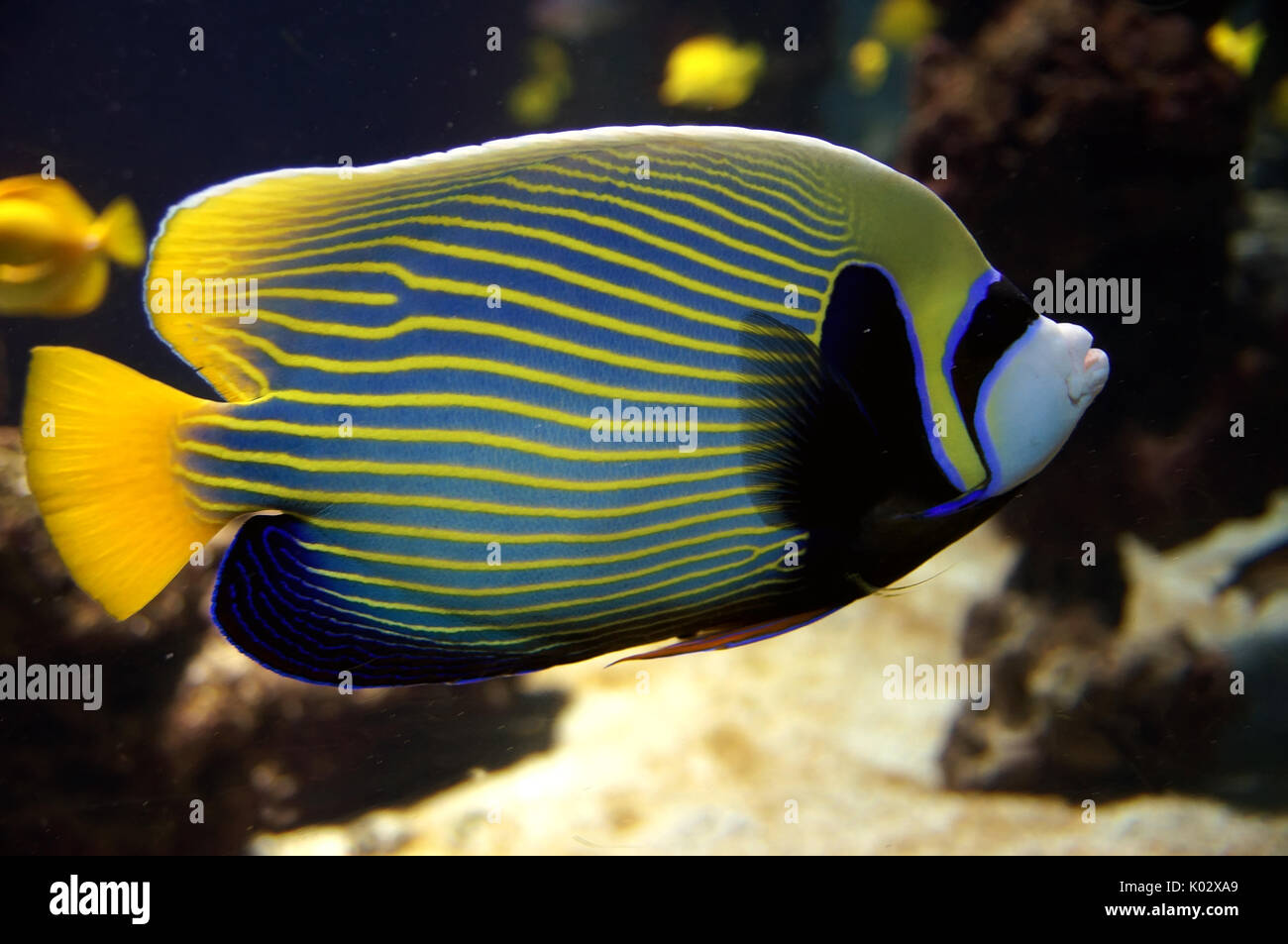 Emperor fish hi-res stock photography and images - Alamy