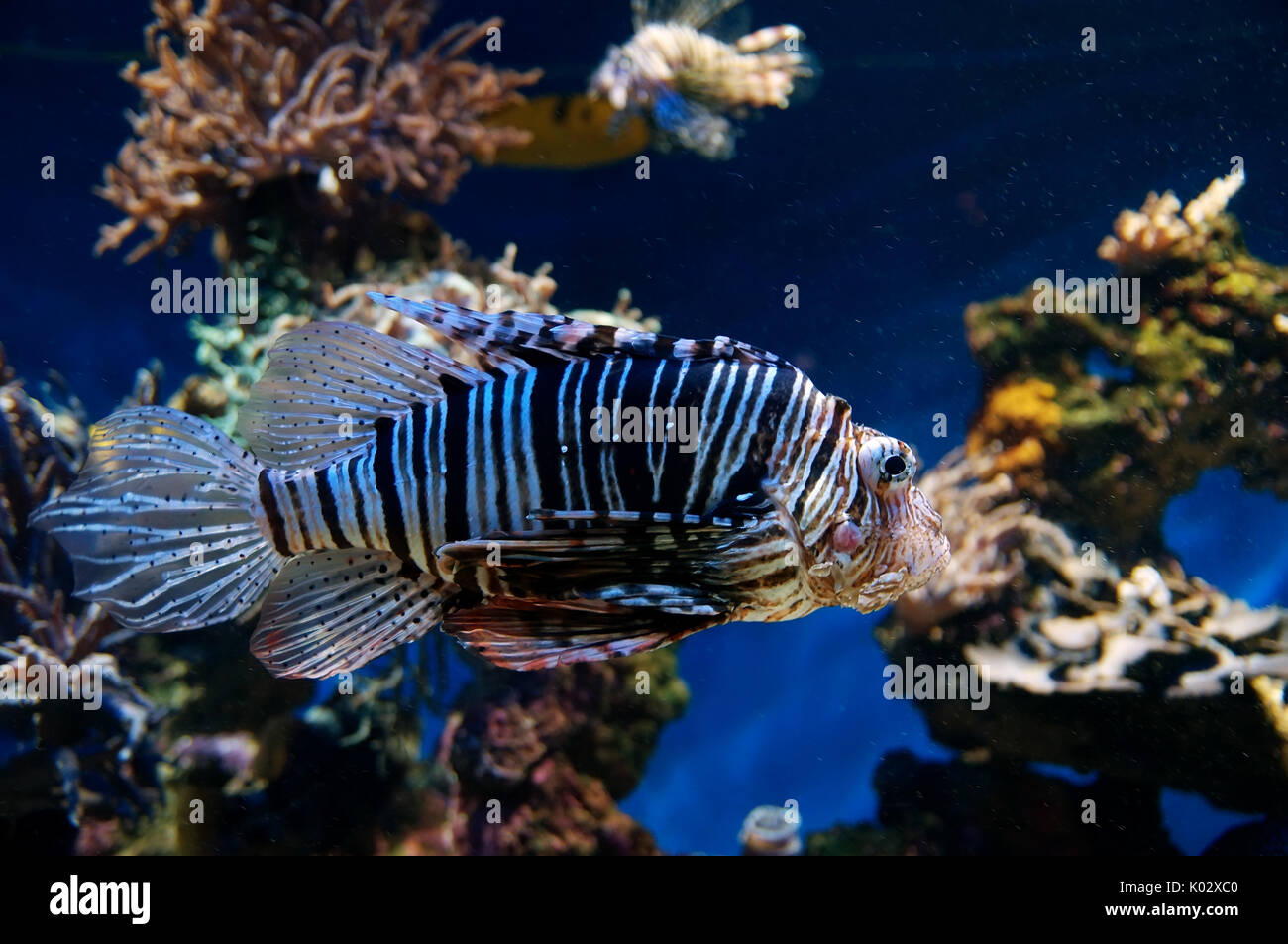 dangerous lionfish against a coral reef background Stock Photo - Alamy