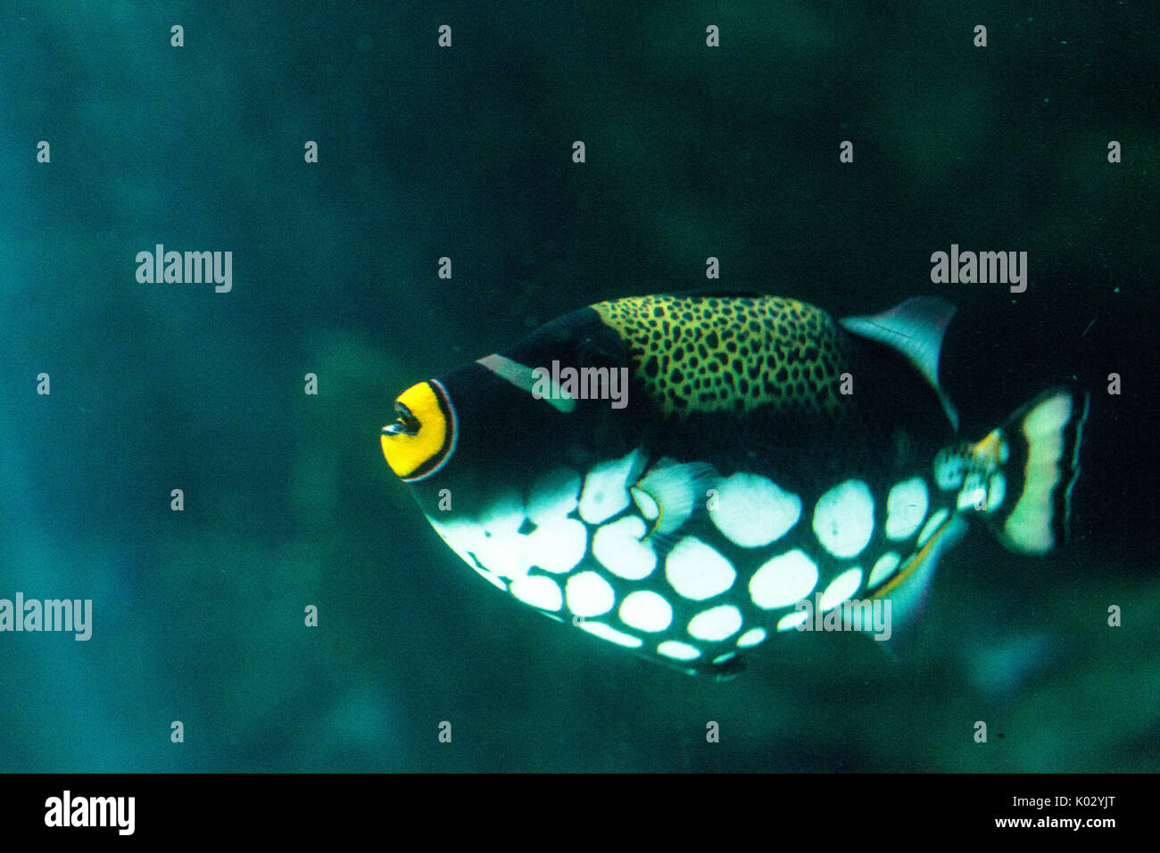 Clown triggerfish Balistoides conspicillum swims over a coral reef ...