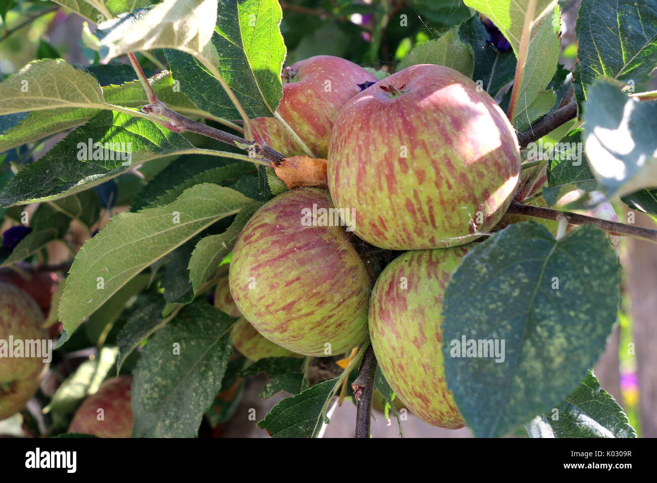 Apple tree with luscious red apples Stock Photo - Alamy