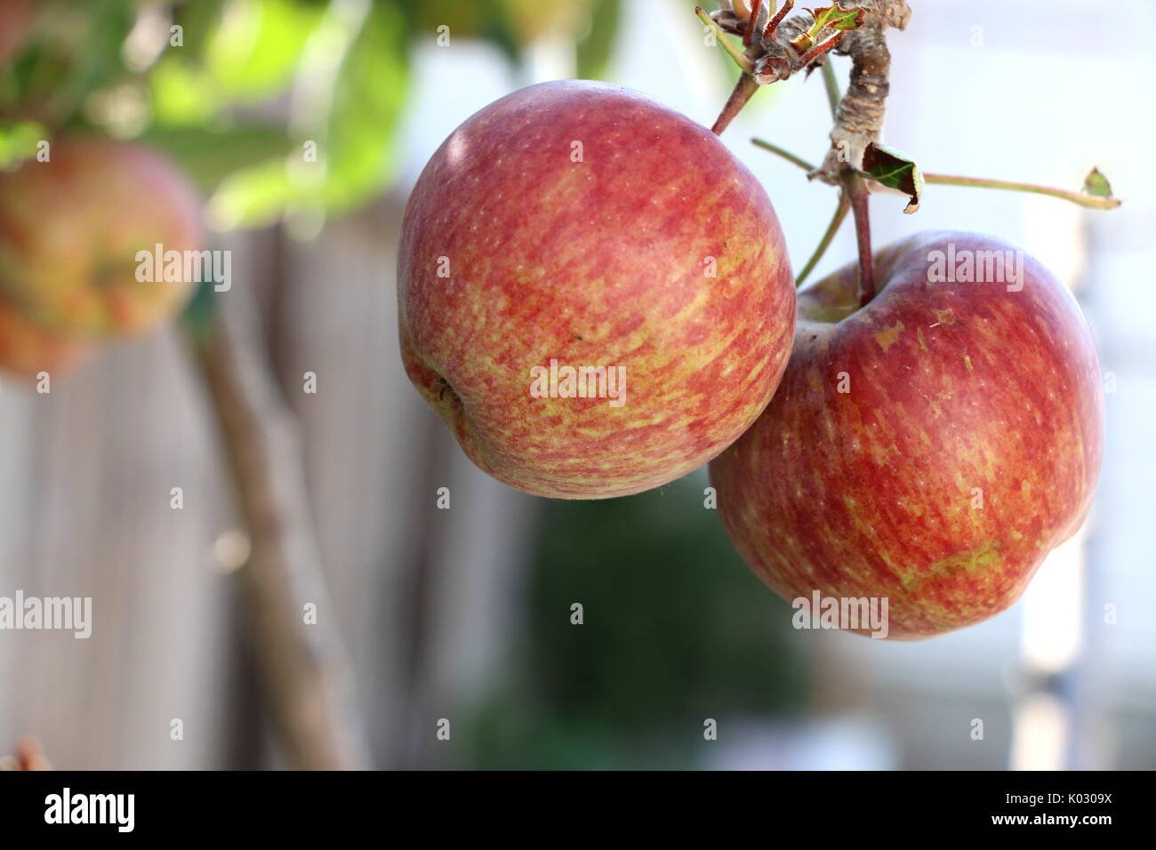 Luscious red hi-res stock photography and images - Alamy