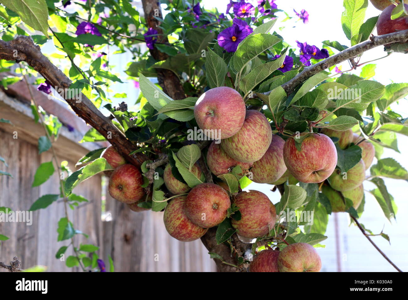 Apple tree with luscious red apples Stock Photo - Alamy