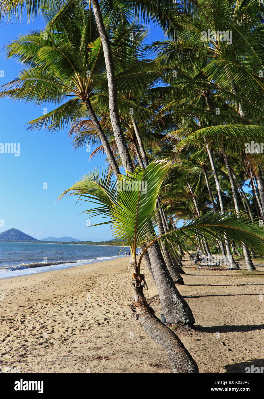 Palm Cove beach tall palm tree grove Stock Photo - Alamy