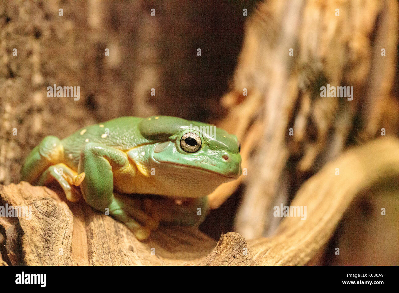 Magnificent tree frog hi-res stock photography and images - Alamy