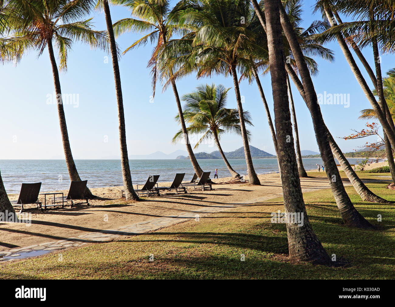 Palm grove rainforest hi-res stock photography and images - Alamy