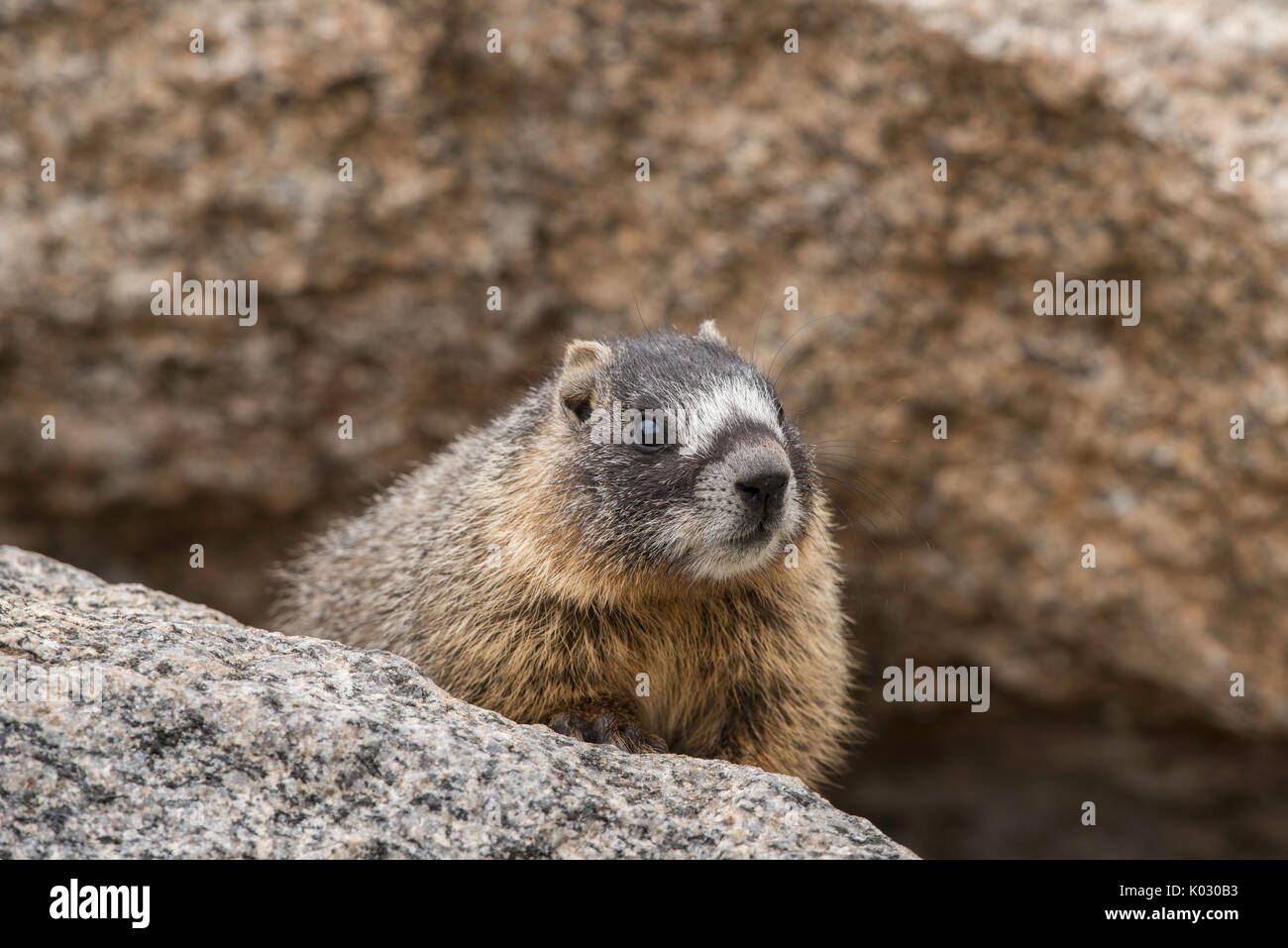 Yellow Bellied Marmot Baby
