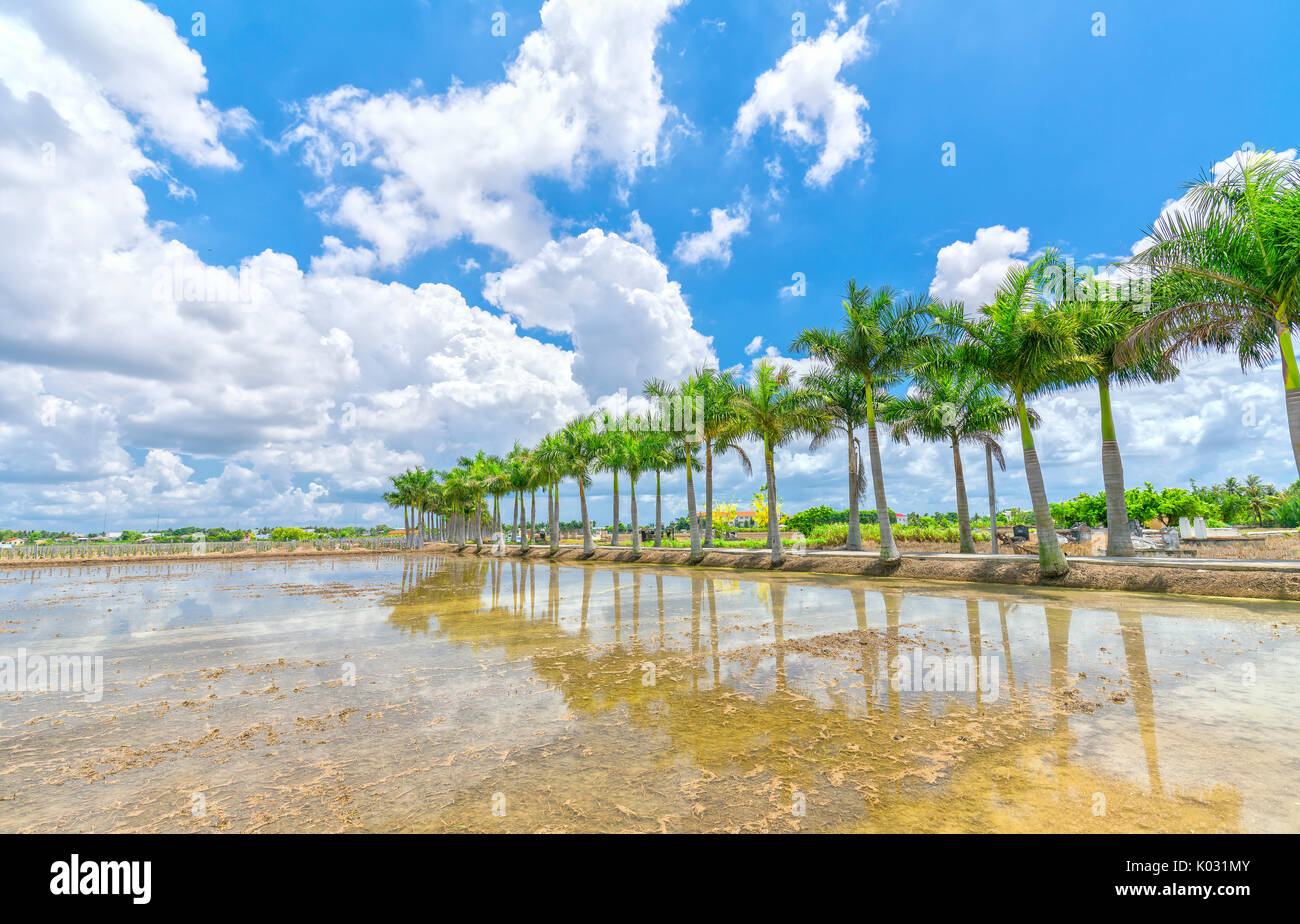 Cuban Royal Palm trees planted along a rural road on field in the ...