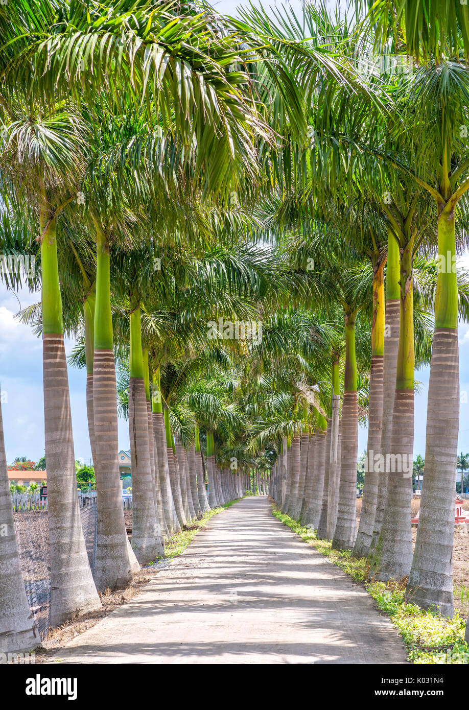 Cuban royal palm tree hi-res stock photography and images - Alamy
