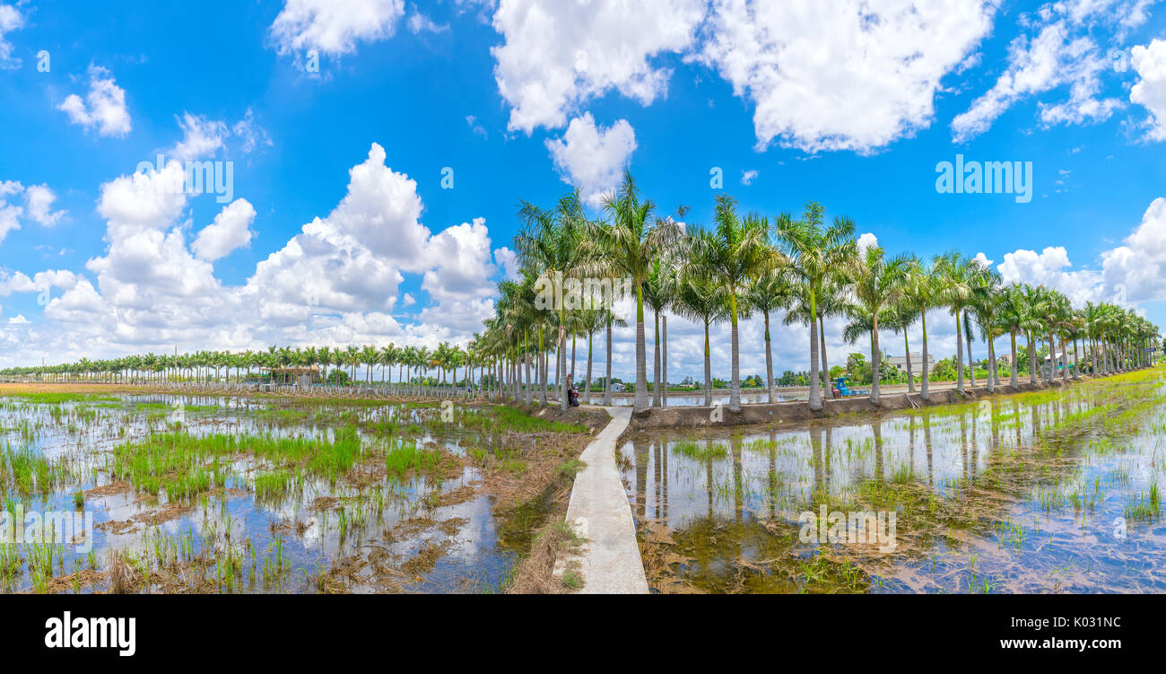 Cuban Royal Palm trees planted along a rural road on field in the ...