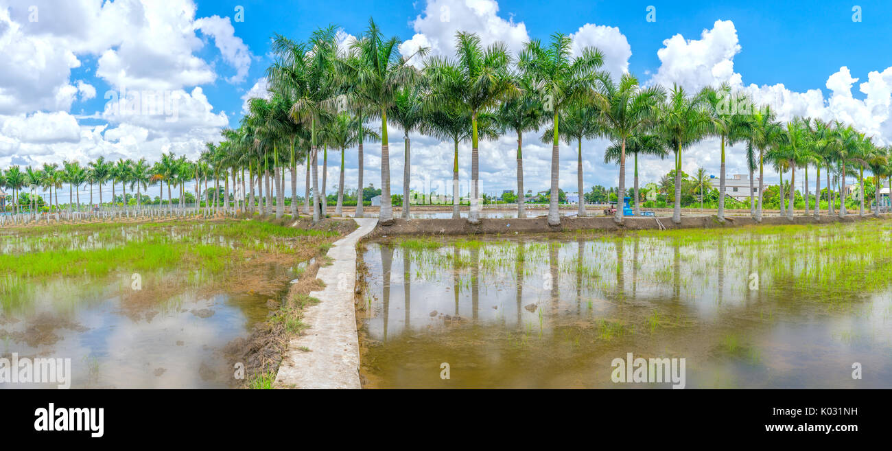 Cuban Royal Palm trees planted along a rural road on field in the ...