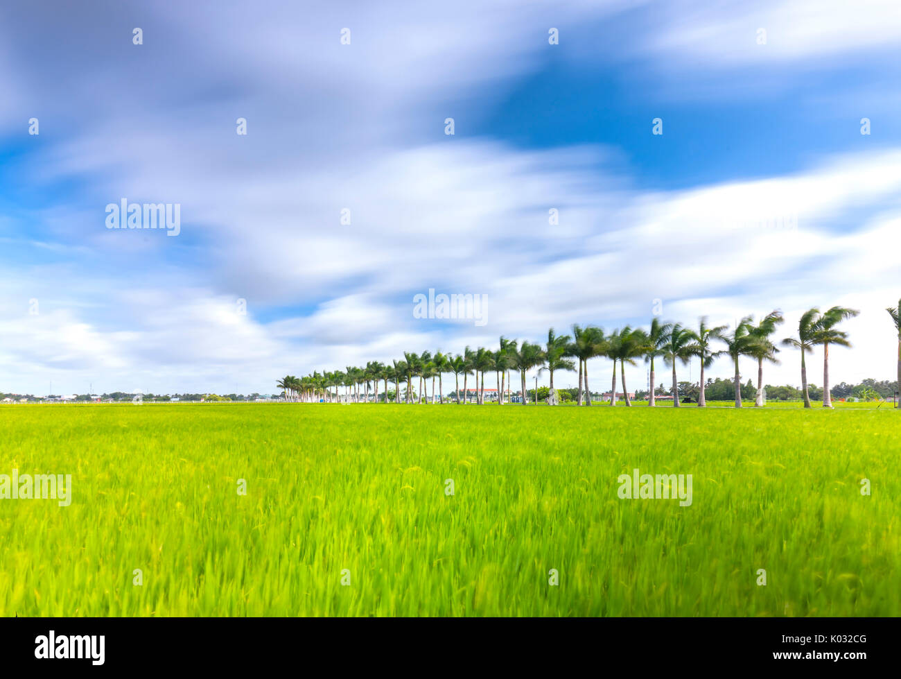 Cuban Royal Palm trees planted along a rural road on rice fields in the ...
