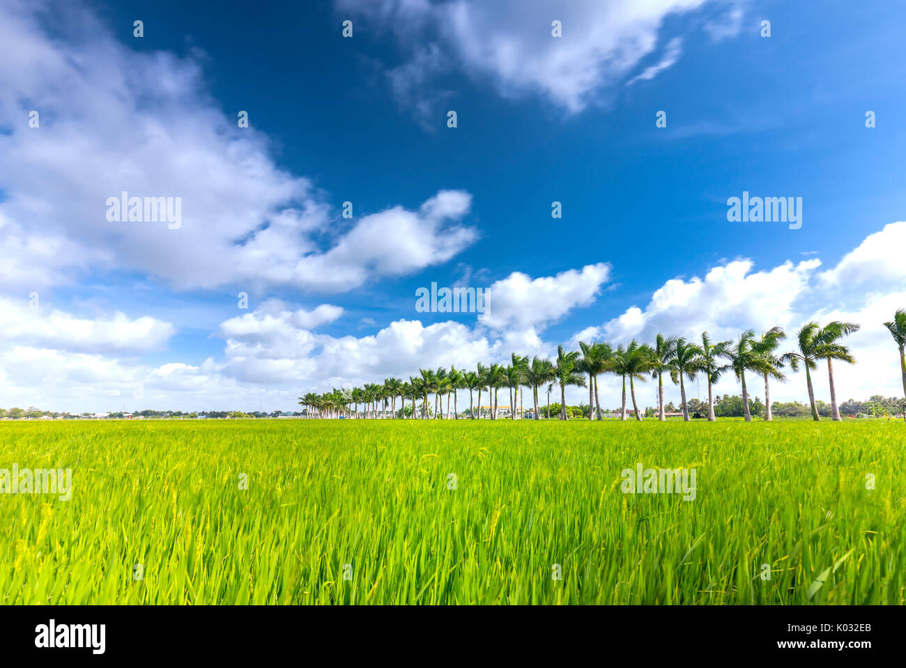 Cuban Royal Palm trees planted along a rural road on rice fields in the ...