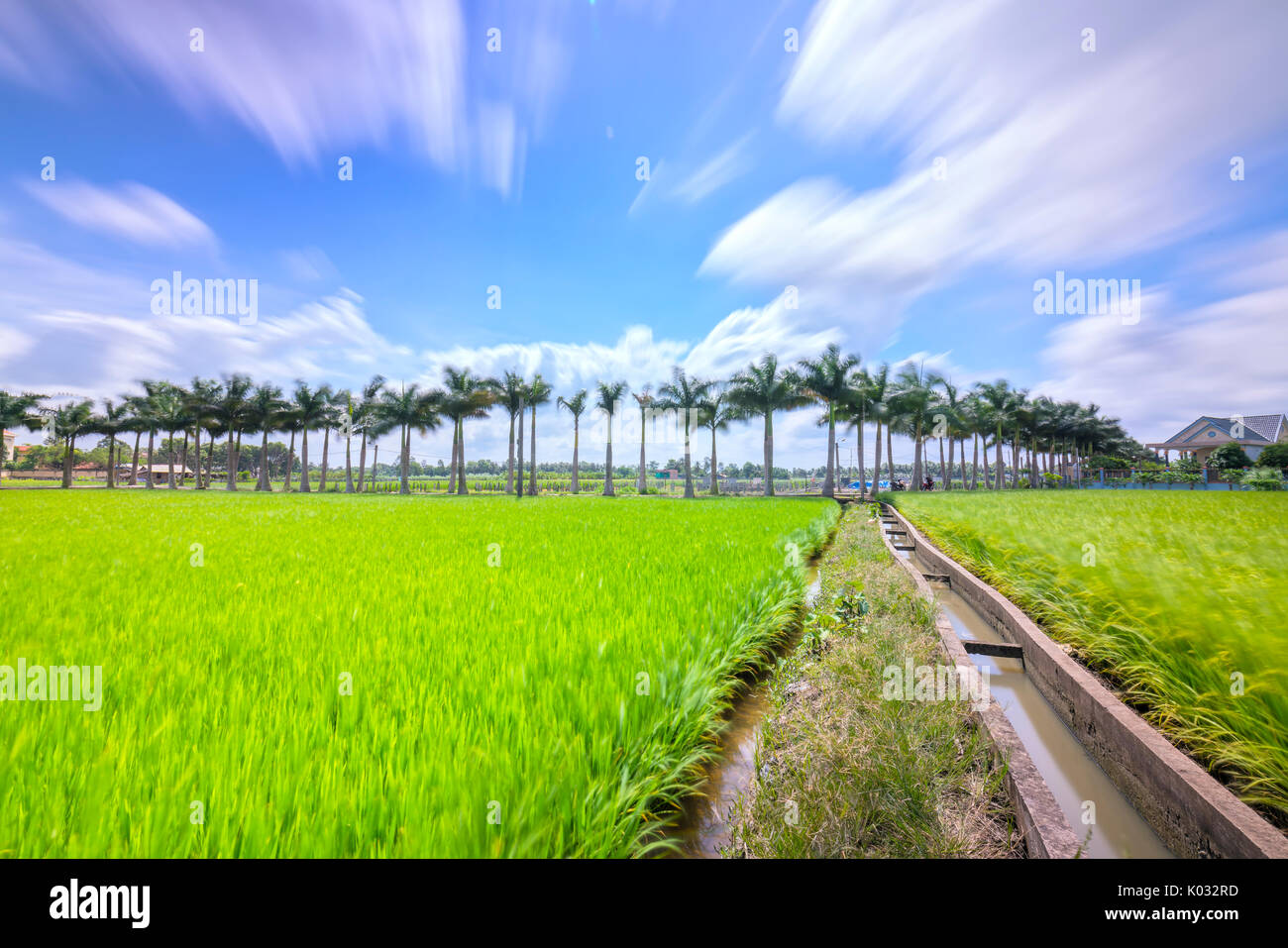 Cuban Royal Palm trees planted along a rural road on rice fields in the ...