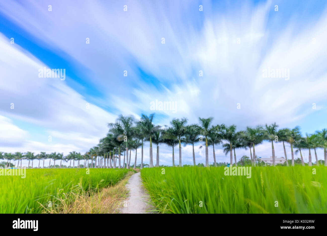 Cuban Royal Palm trees planted along a rural road on rice fields in the ...