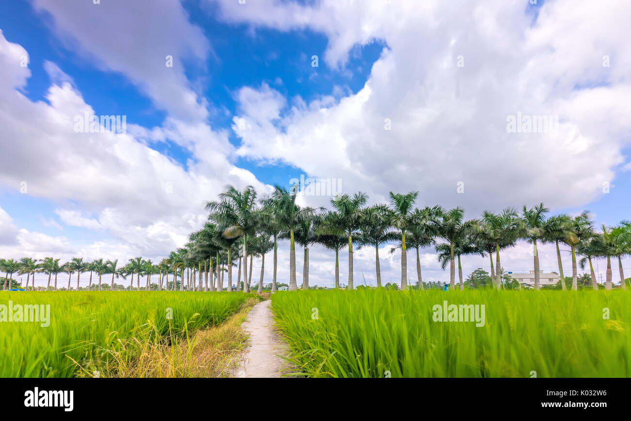 Cuban Royal Palm trees planted along a rural road on rice fields in the ...