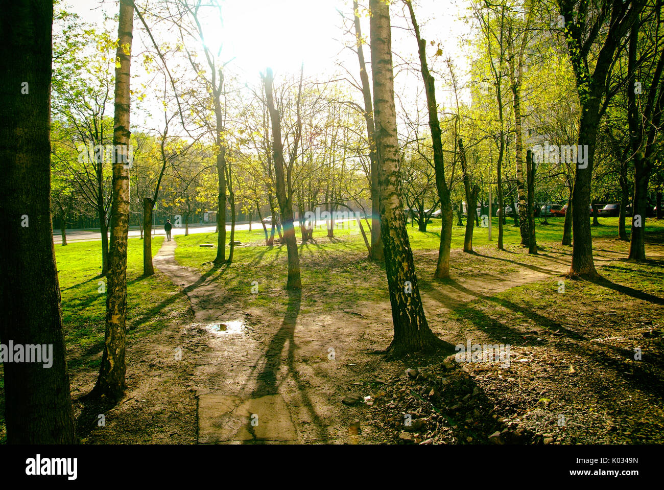 the shadow of the trees on the pavement, Moscow Stock Photo - Alamy
