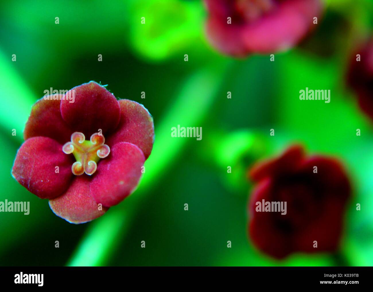 Japan batu plant hi-res stock photography and images - Alamy