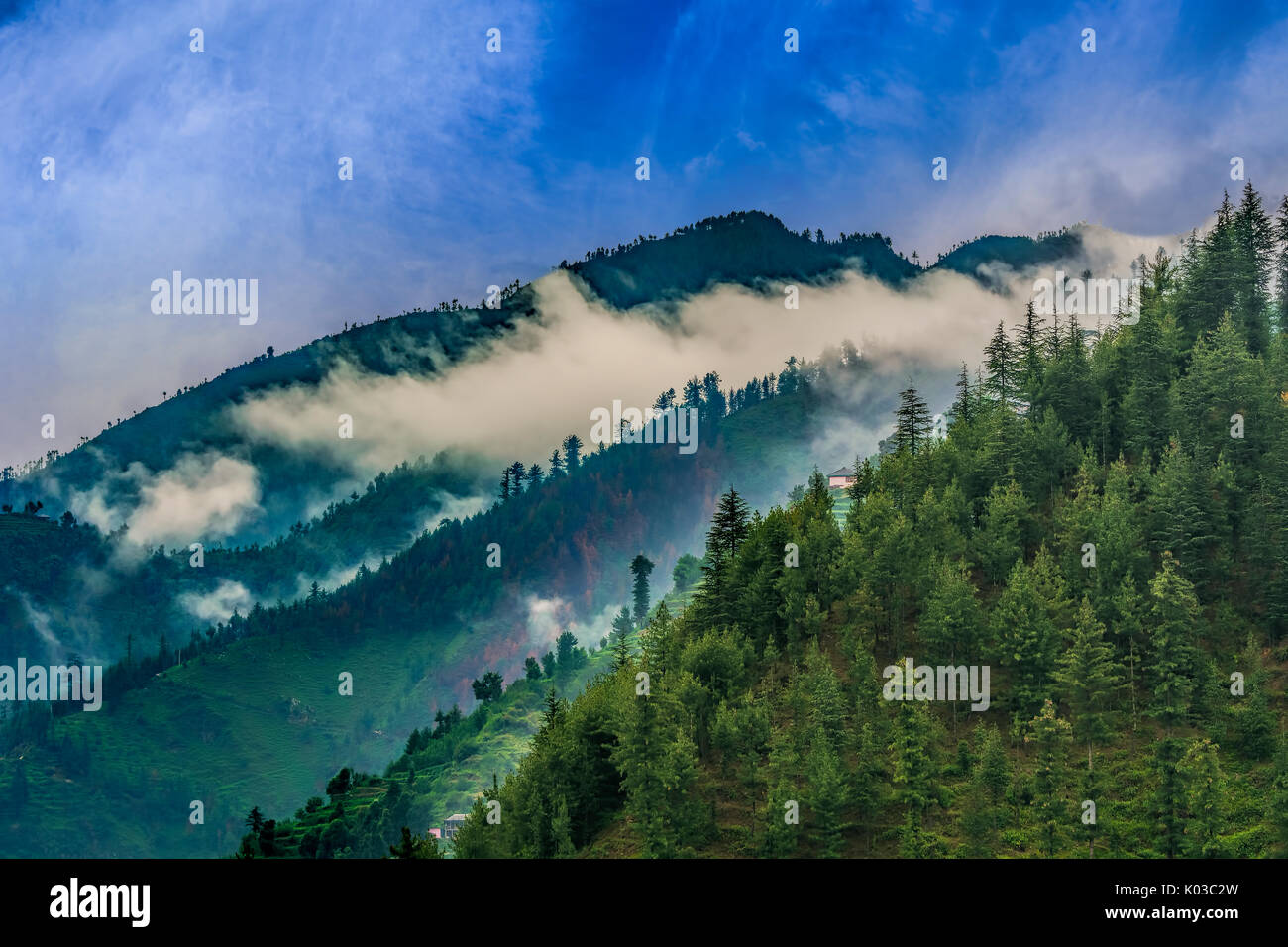 Beautiful scenic deep tropical forest / jungle of Janjehli, Himalayas ...