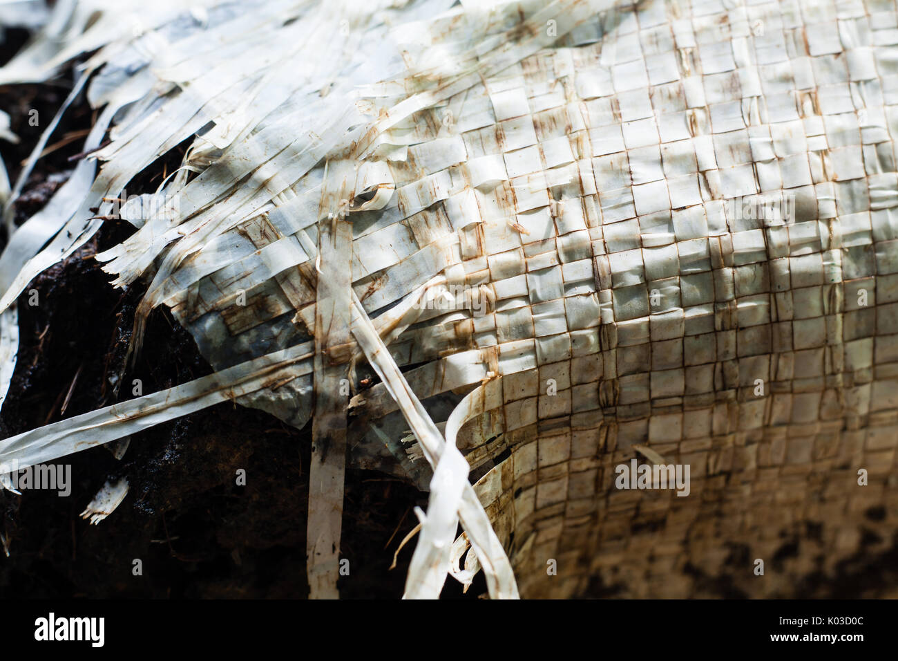soil tree in old plastic sack Stock Photo - Alamy