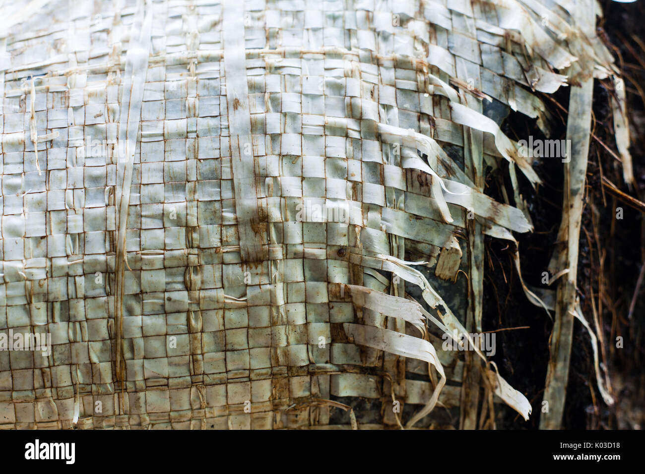 soil tree in old plastic sack Stock Photo - Alamy