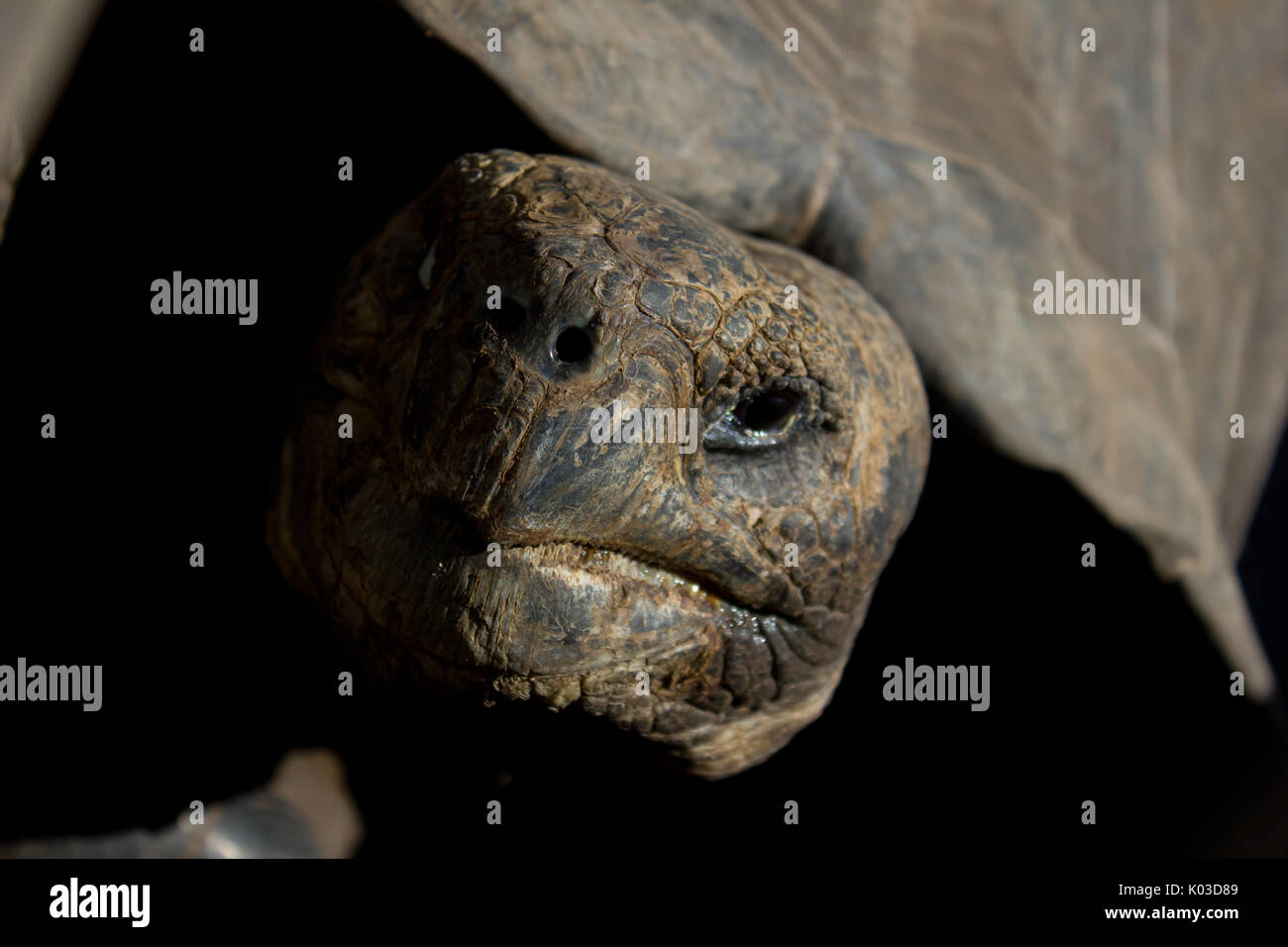 A giant tortoise looks to the camera in Galapagos Island, some of them ...