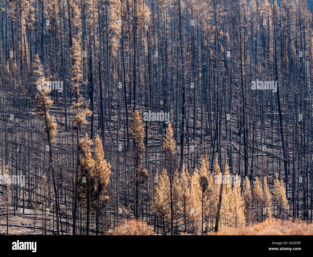 Landscape of burned trees after forest fire. Yellowstone National Park ...