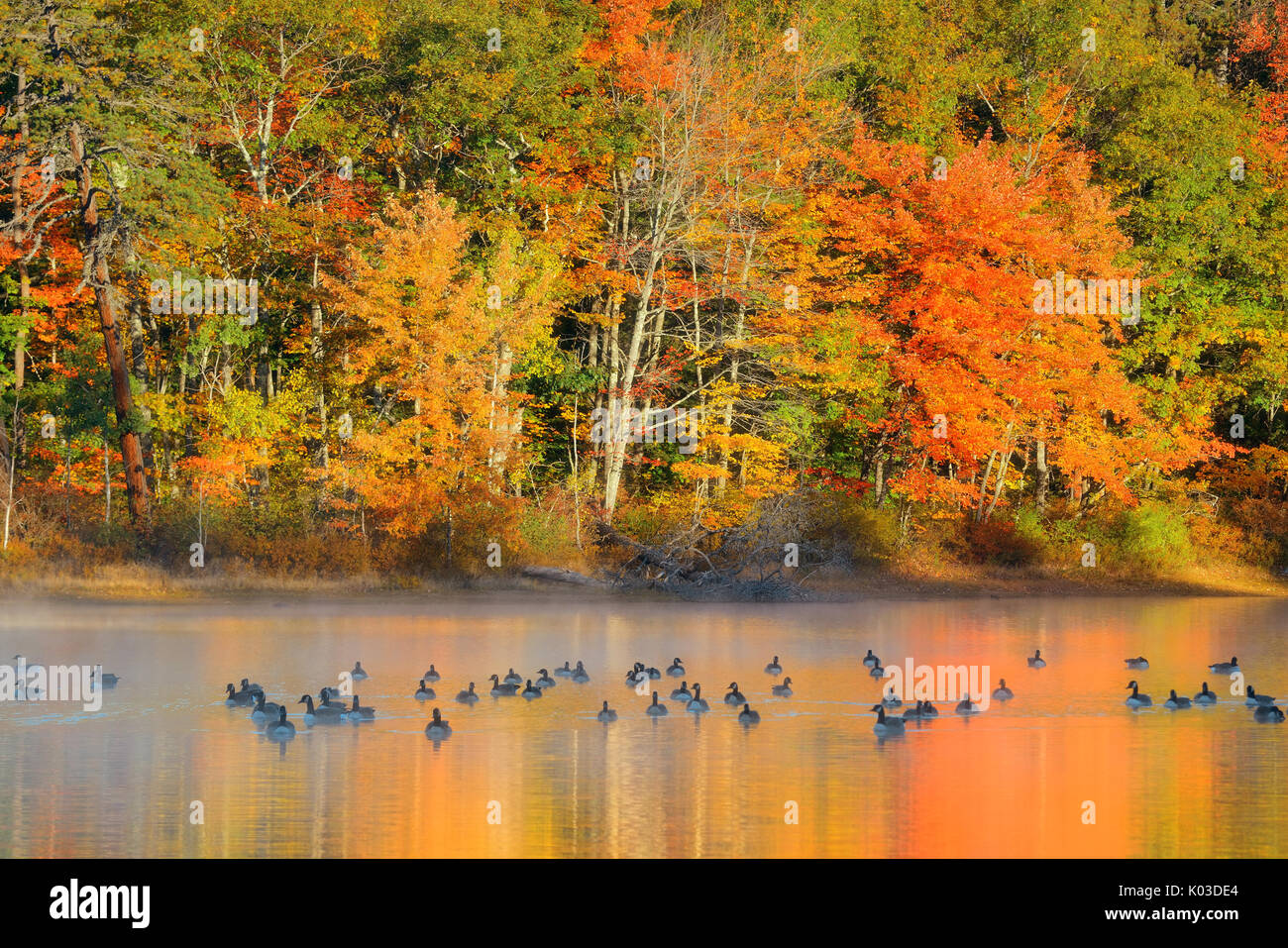 Canadian Goose in lake with colorful Autumn foliage Stock Photo - Alamy