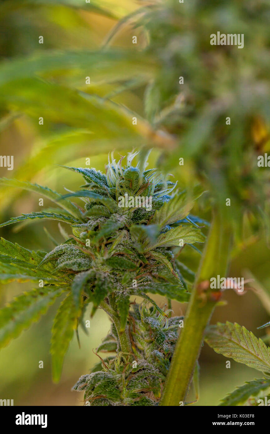Marijuana bud at its mature peak, California, USA Stock Photo - Alamy