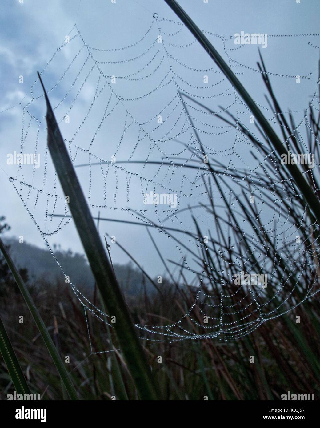 Web spider web during a hike in southeast Brazil Stock Photo - Alamy