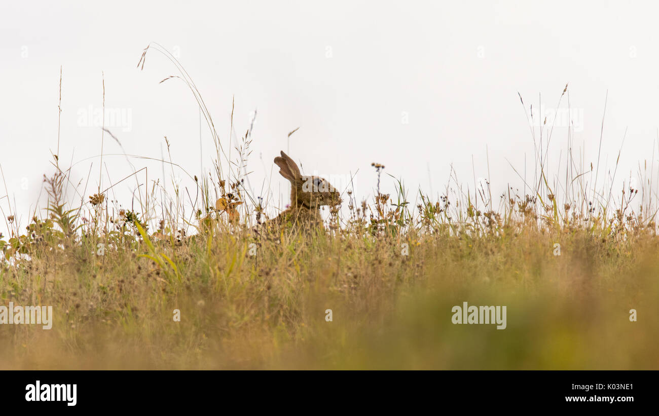 British meadow wildflowers hi-res stock photography and images - Alamy