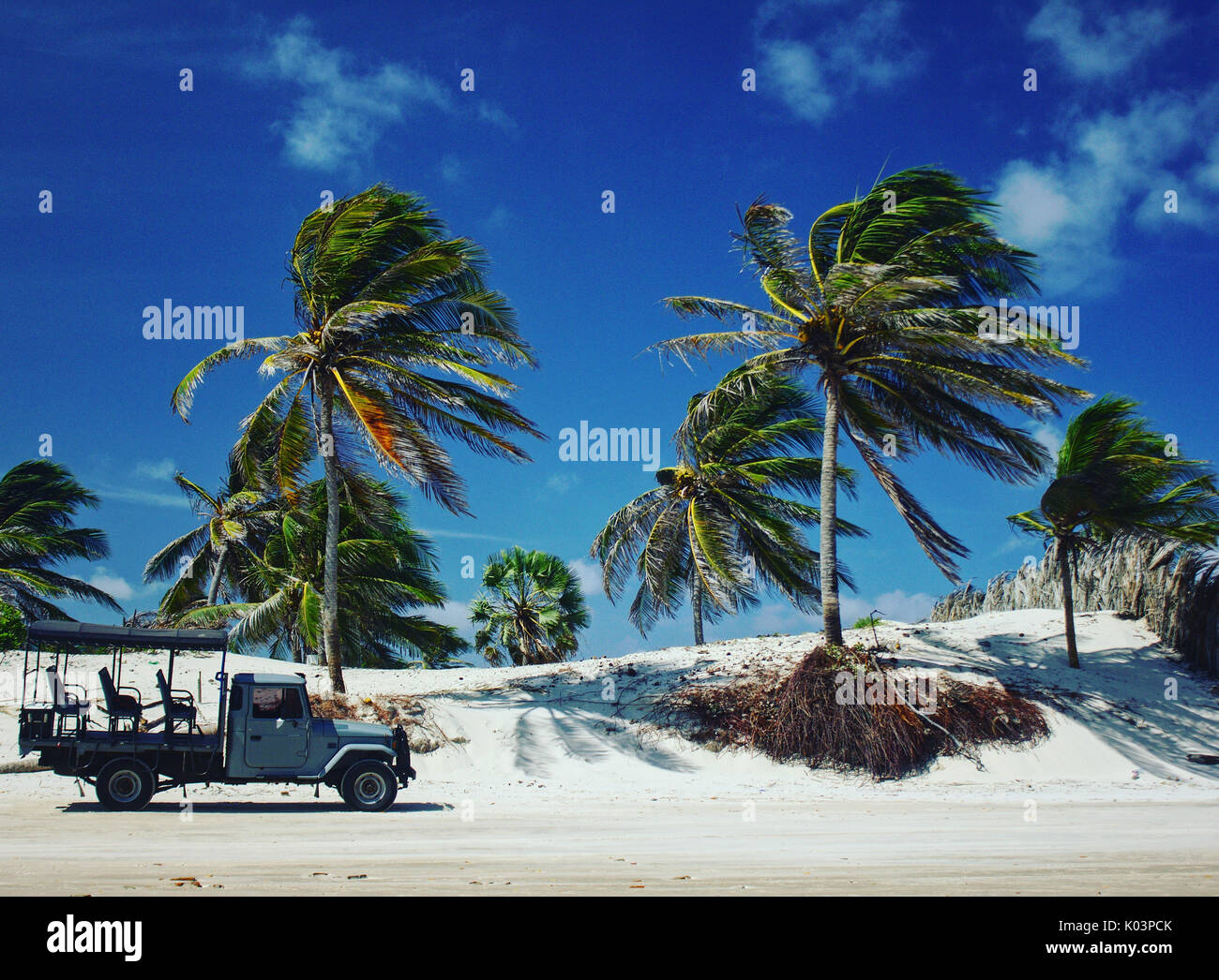 Palm trees wave during strong winds in northeast Brazil with an adapted ...