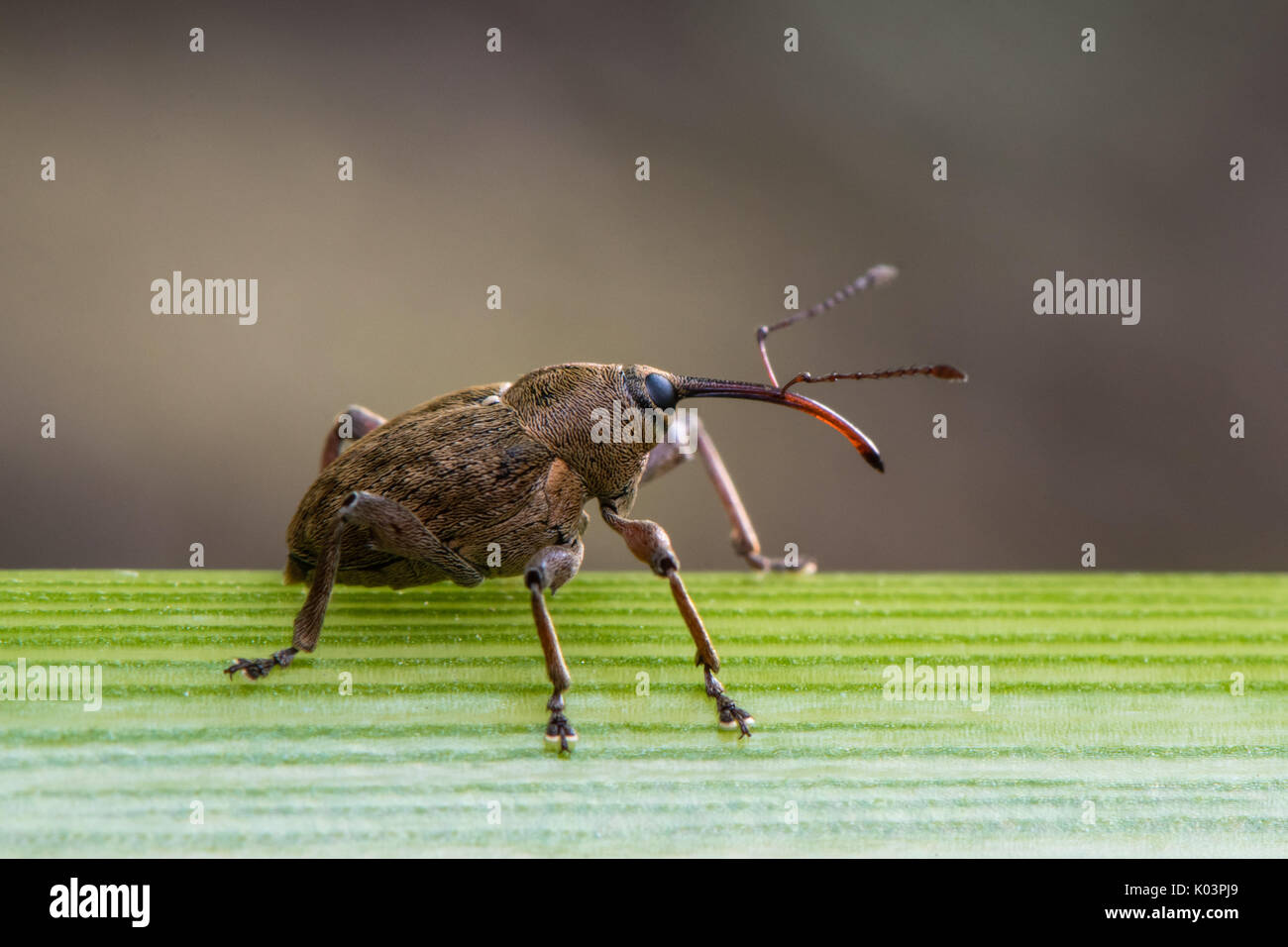 Coleoptera hi-res stock photography and images - Alamy